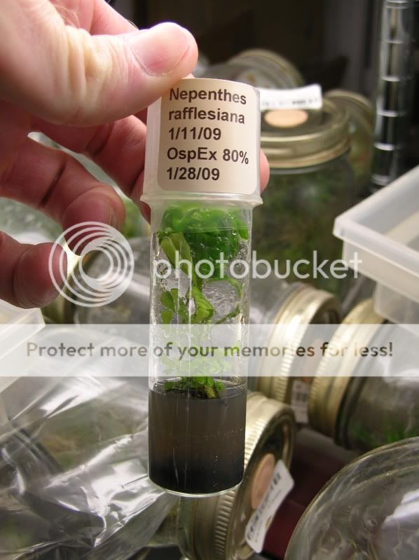 Nepenthes culture pics - FlyTrapCare Forums